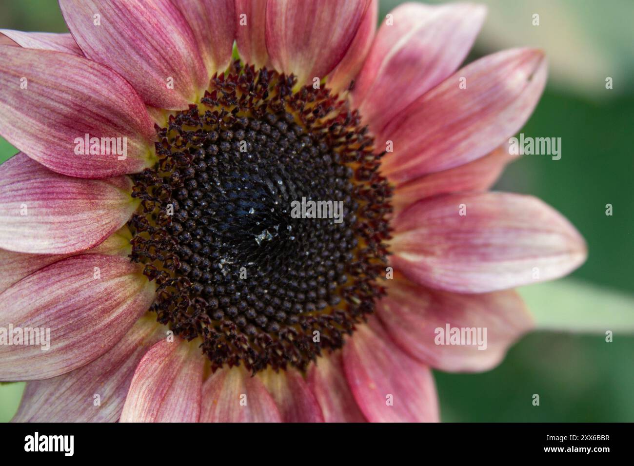 Close Up of a Unique Multi Colored Strawberry Blonde Sunflower ...