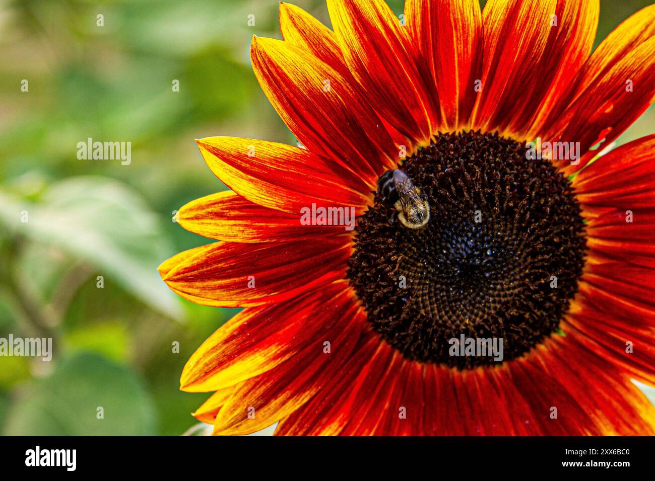 Ring Of Fire (Yellow and Red) Sunflower Close Up with Honey Bee Stock ...