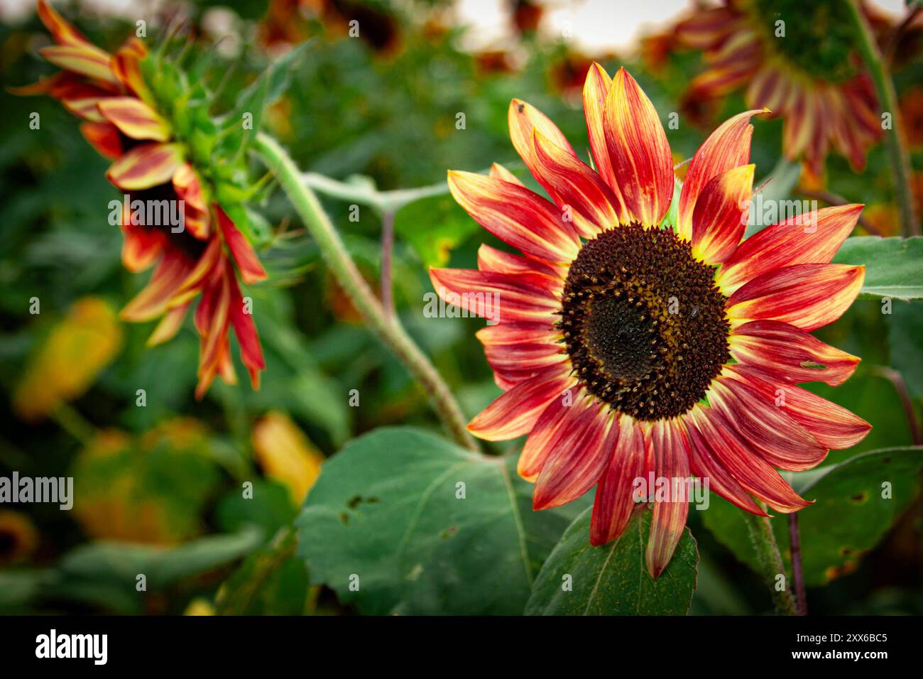 Unique Red and Yellow Sunflowers (Helianthus Annuus Stock Photo - Alamy
