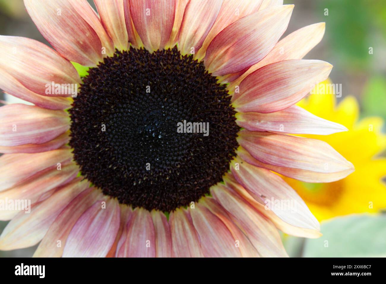 Close Up of a Unique Multi Colored Strawberry Blonde Sunflower ...