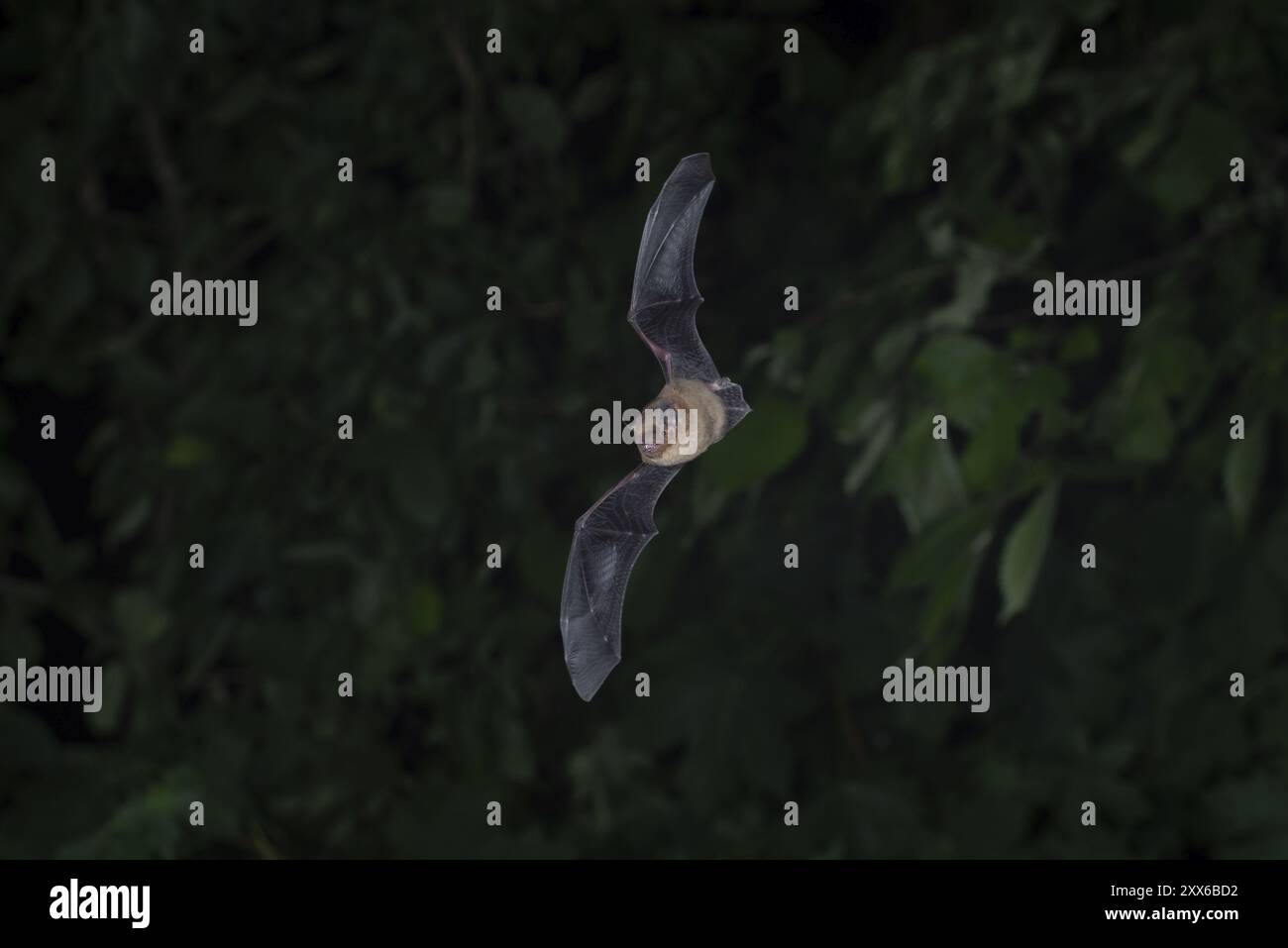 Middle east insects hi-res stock photography and images - Alamy