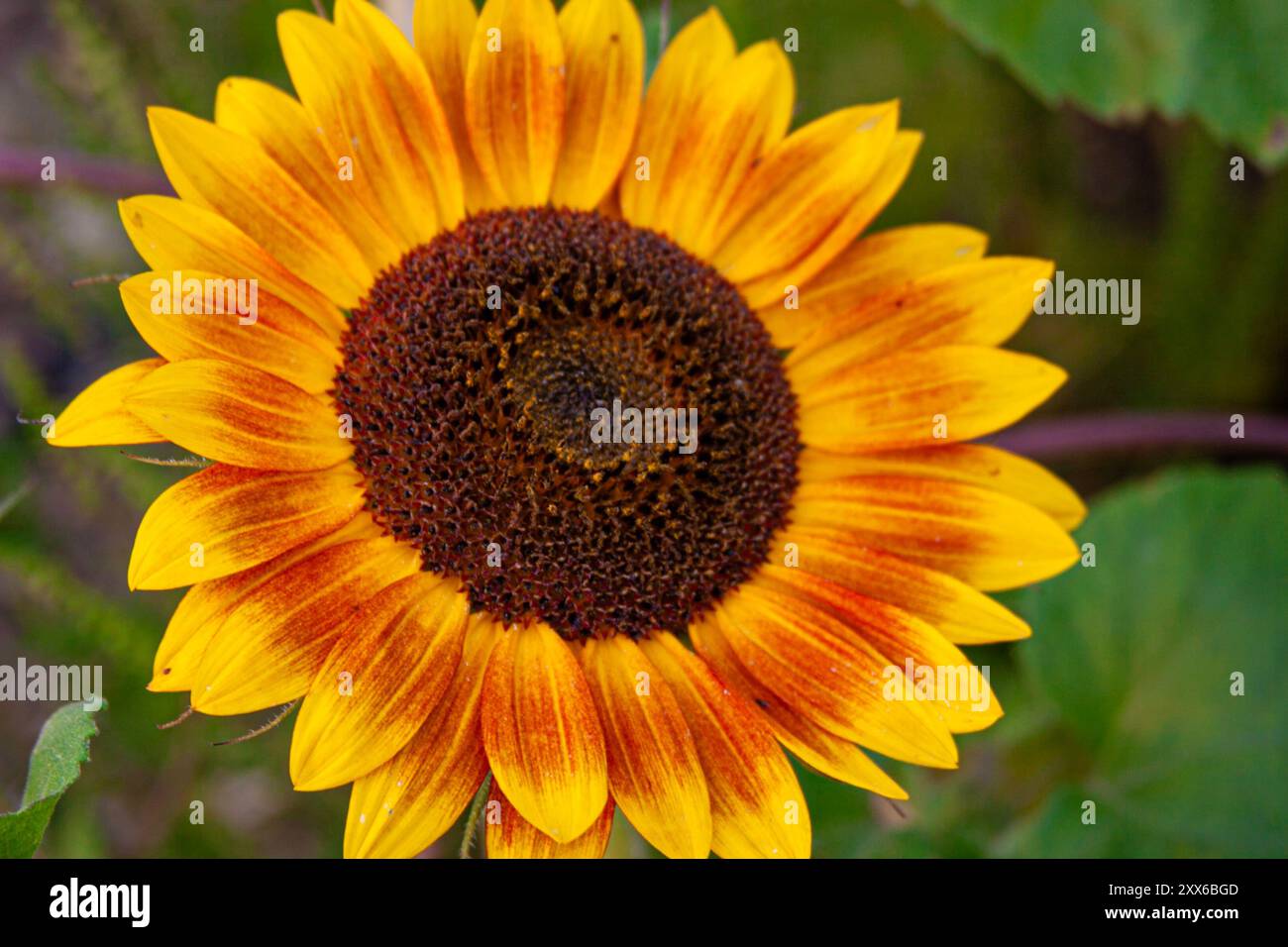 Helianthus annuus ring of fire common sunflower hi-res stock ...