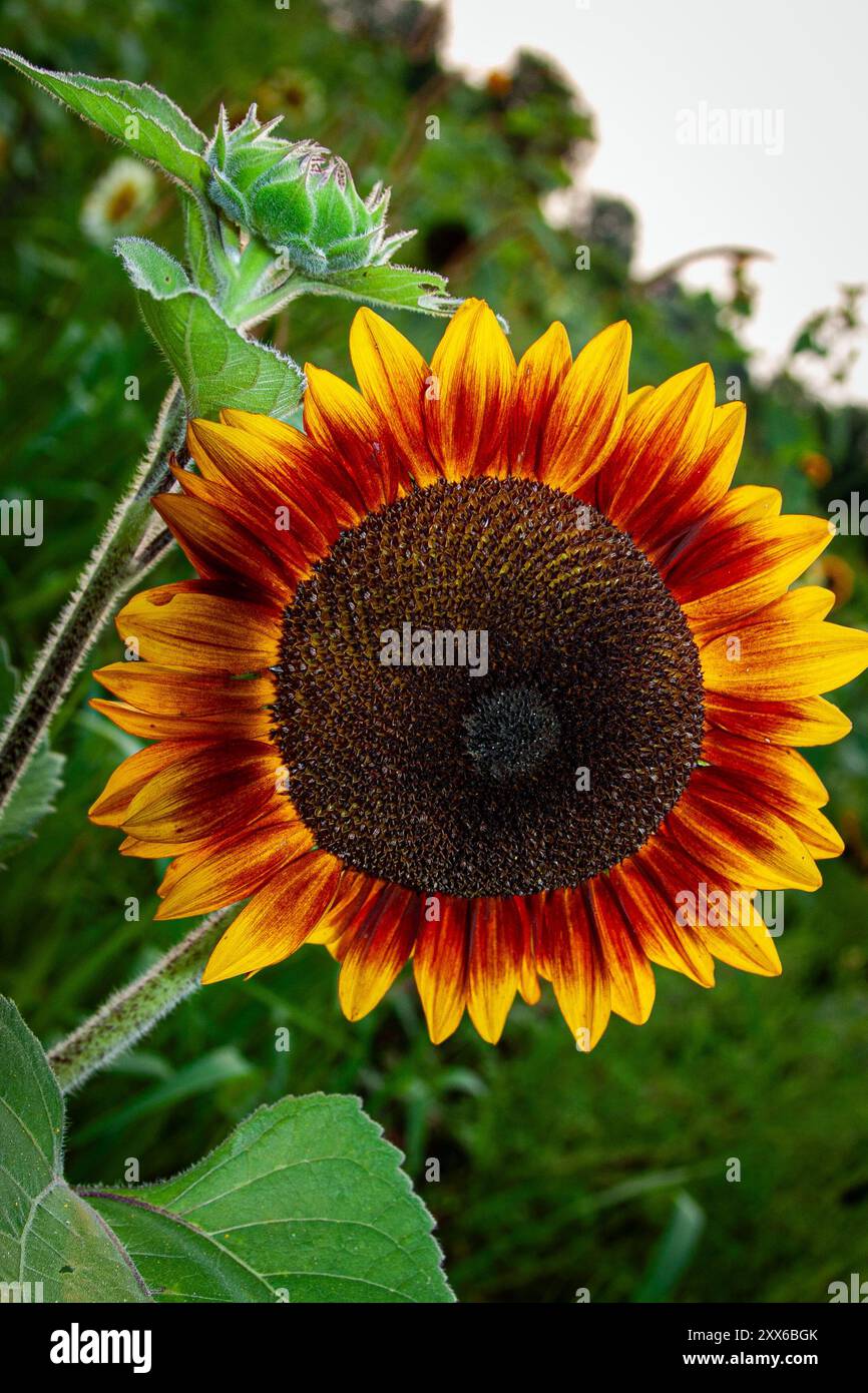 Ring Of Fire Sunflower Close Up Stock Photo - Alamy