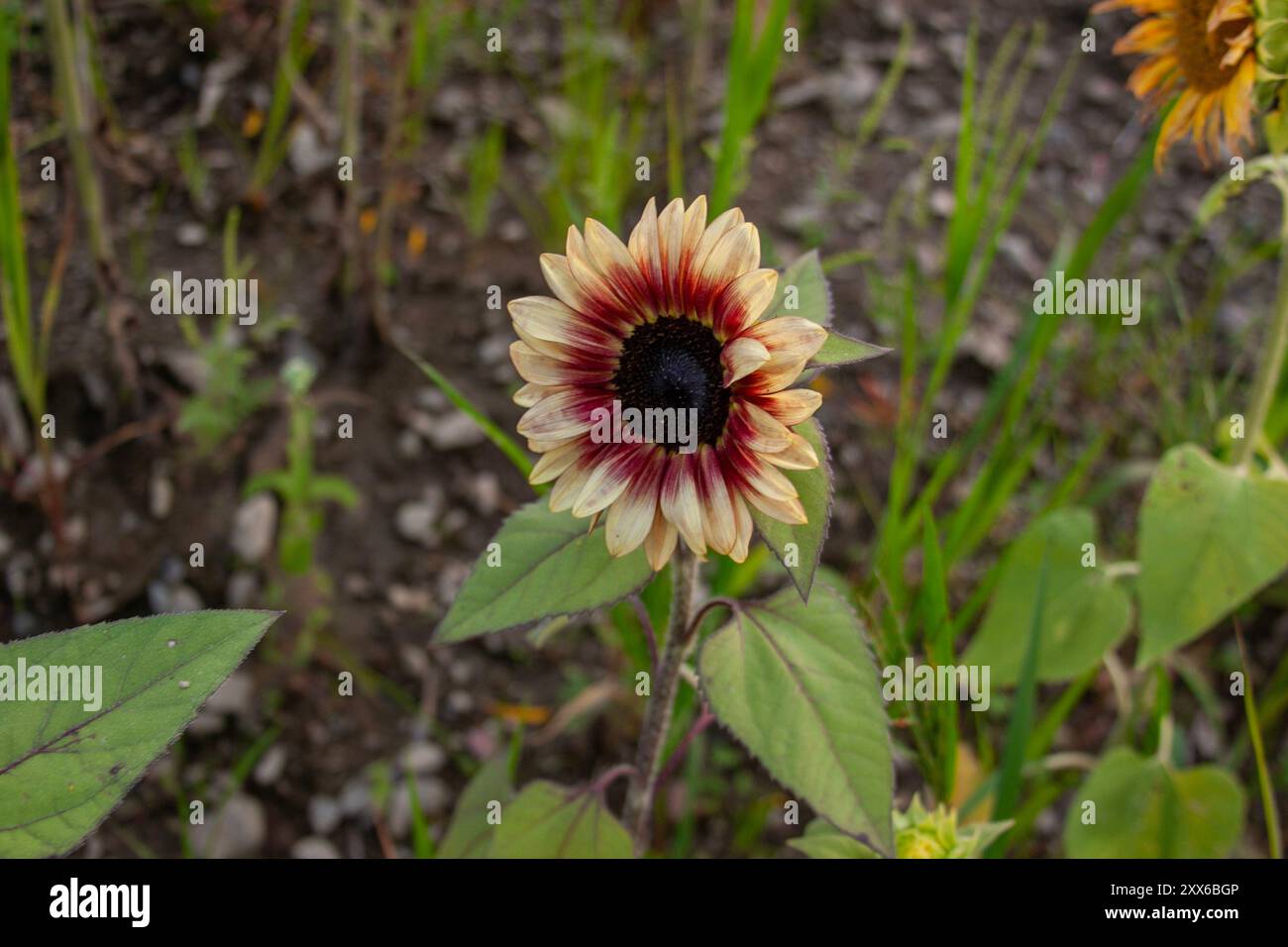 Purple sunflower hi-res stock photography and images - Alamy