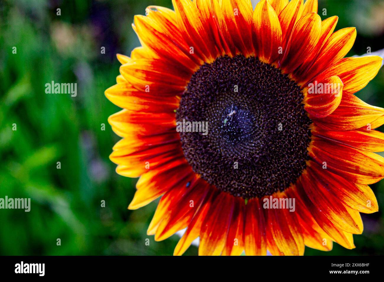 Ring Of Fire Sunflower Close Up Blurred Background Stock Photo - Alamy