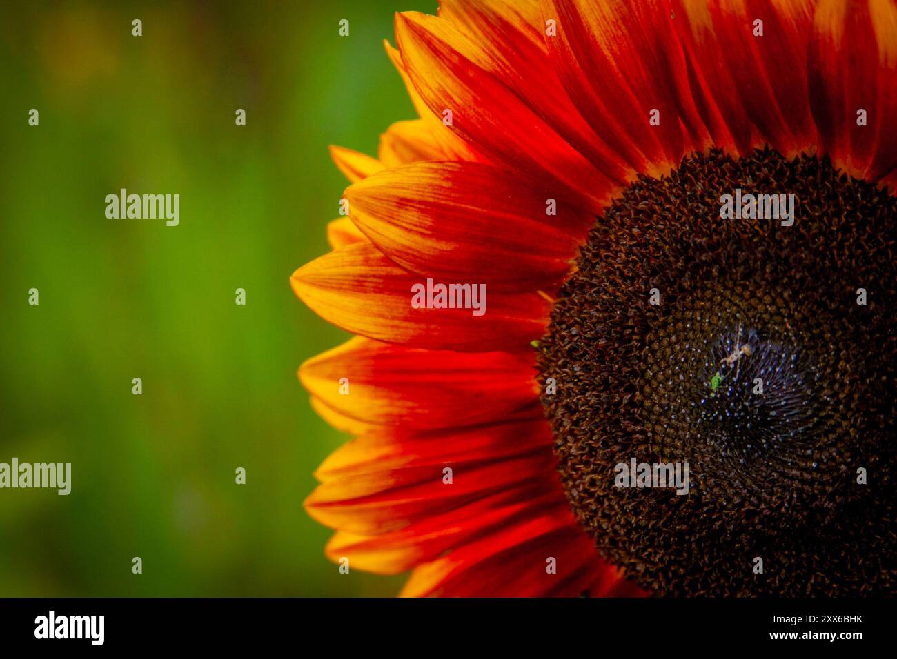 Close up blurred fire hi-res stock photography and images - Alamy
