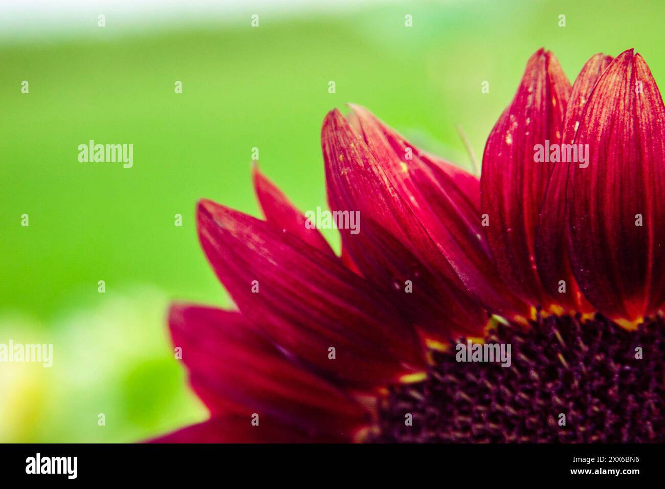 Beautiful red sunflower hi-res stock photography and images - Alamy
