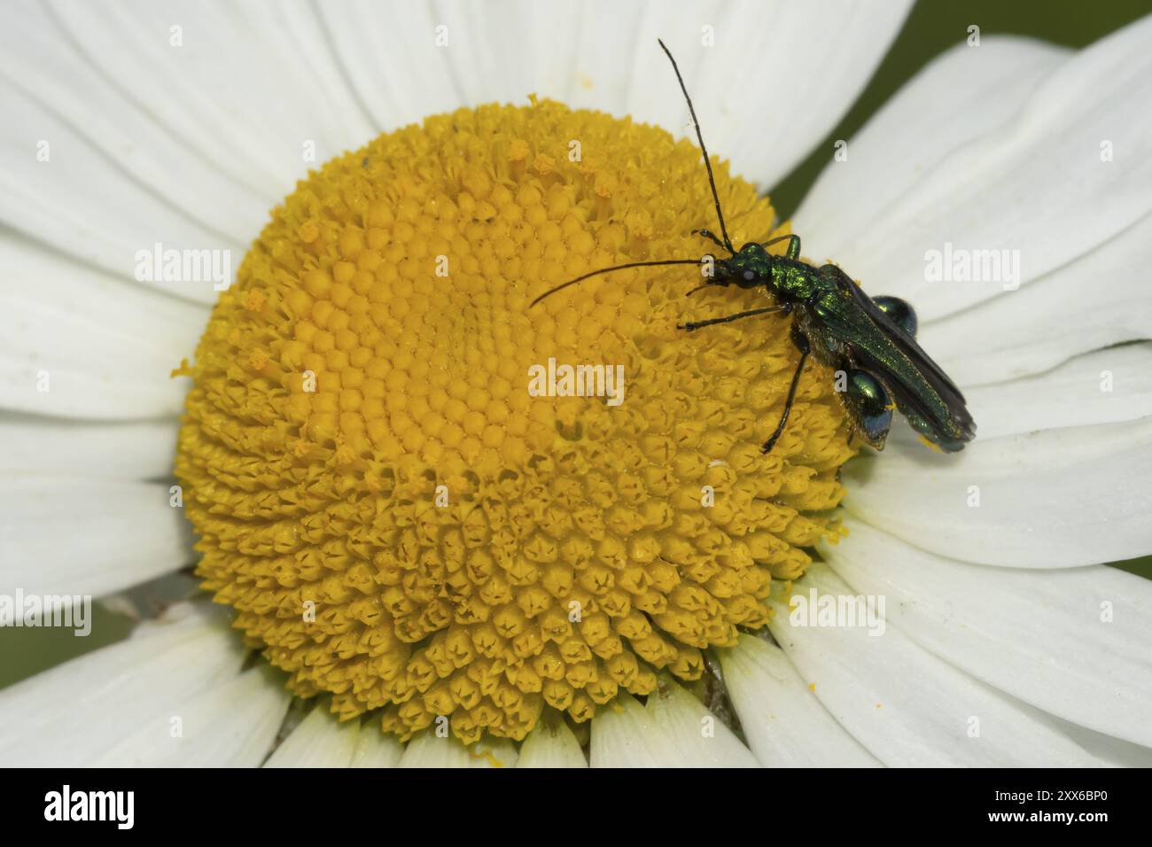 Thick-legged flower beetle (Oedemera nobilis) adult insect on a white ...