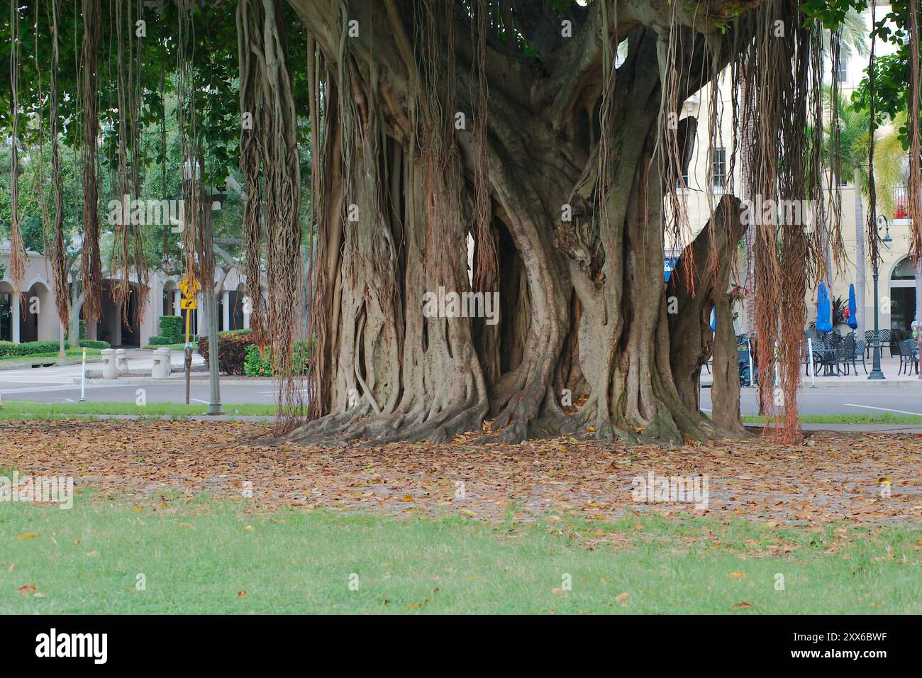 Banyan tree texture hi-res stock photography and images - Alamy
