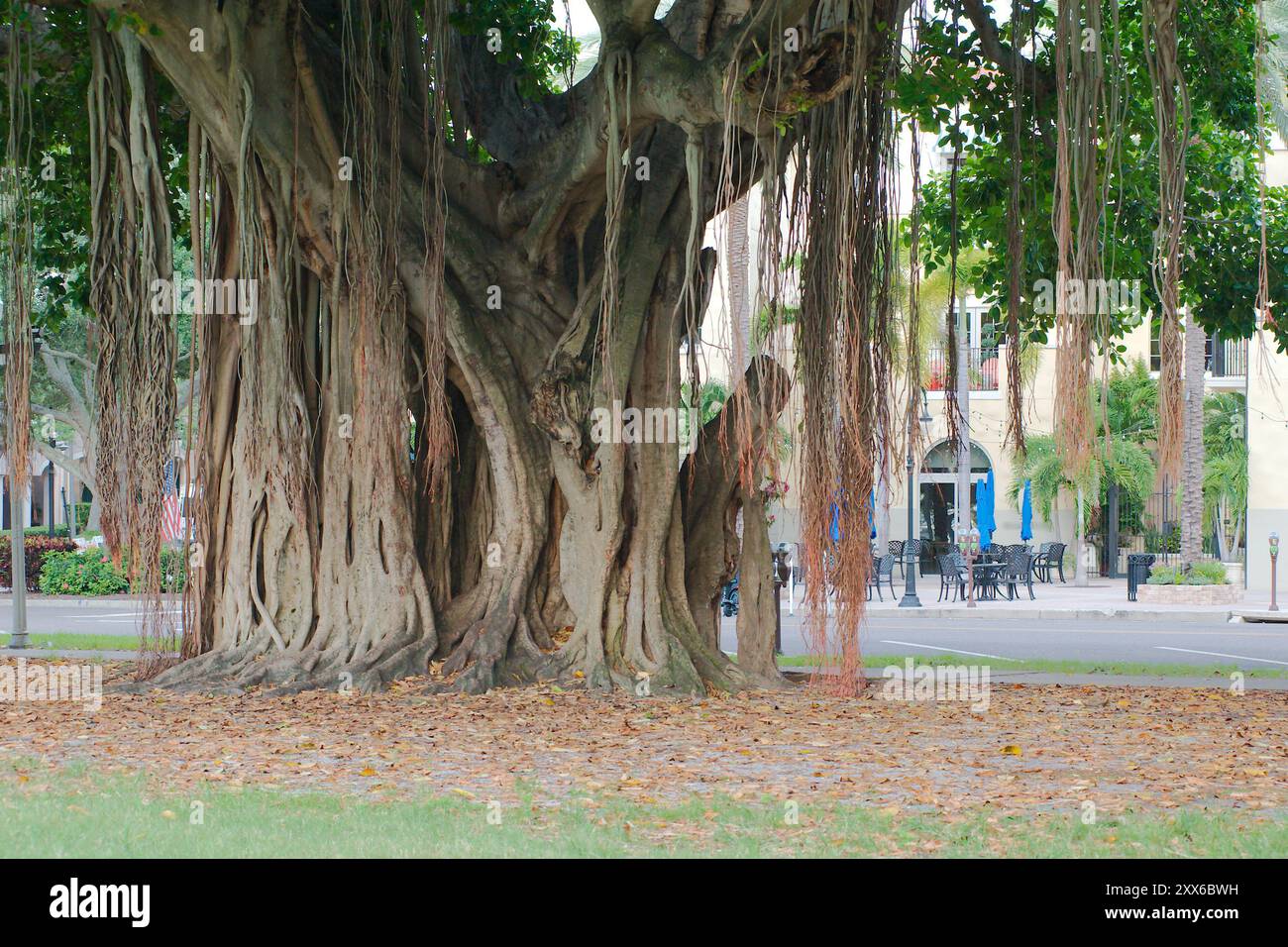 Banyan tree texture hi-res stock photography and images - Alamy