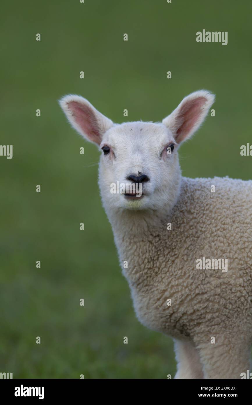 Domestic sheep (Ovis aries) juvenile baby lamb farm animal standing in ...