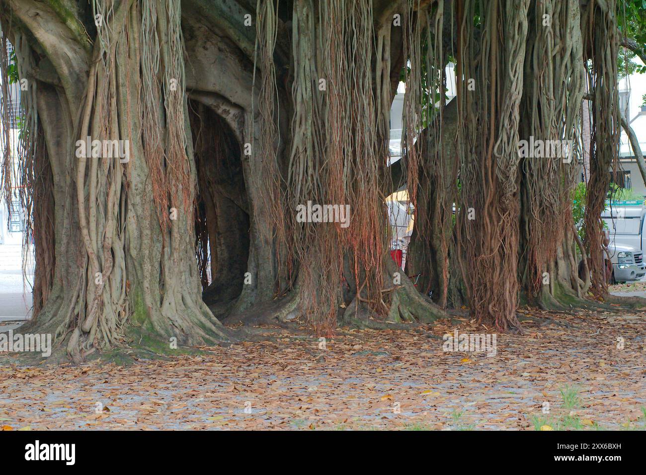 Banyan trees base hi-res stock photography and images - Alamy