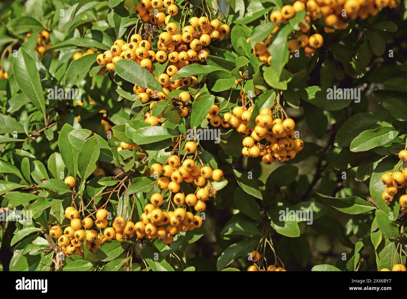 Botany, sea buckthorn, Hippophae rhamnoides, shrub, vitamin C Stock ...