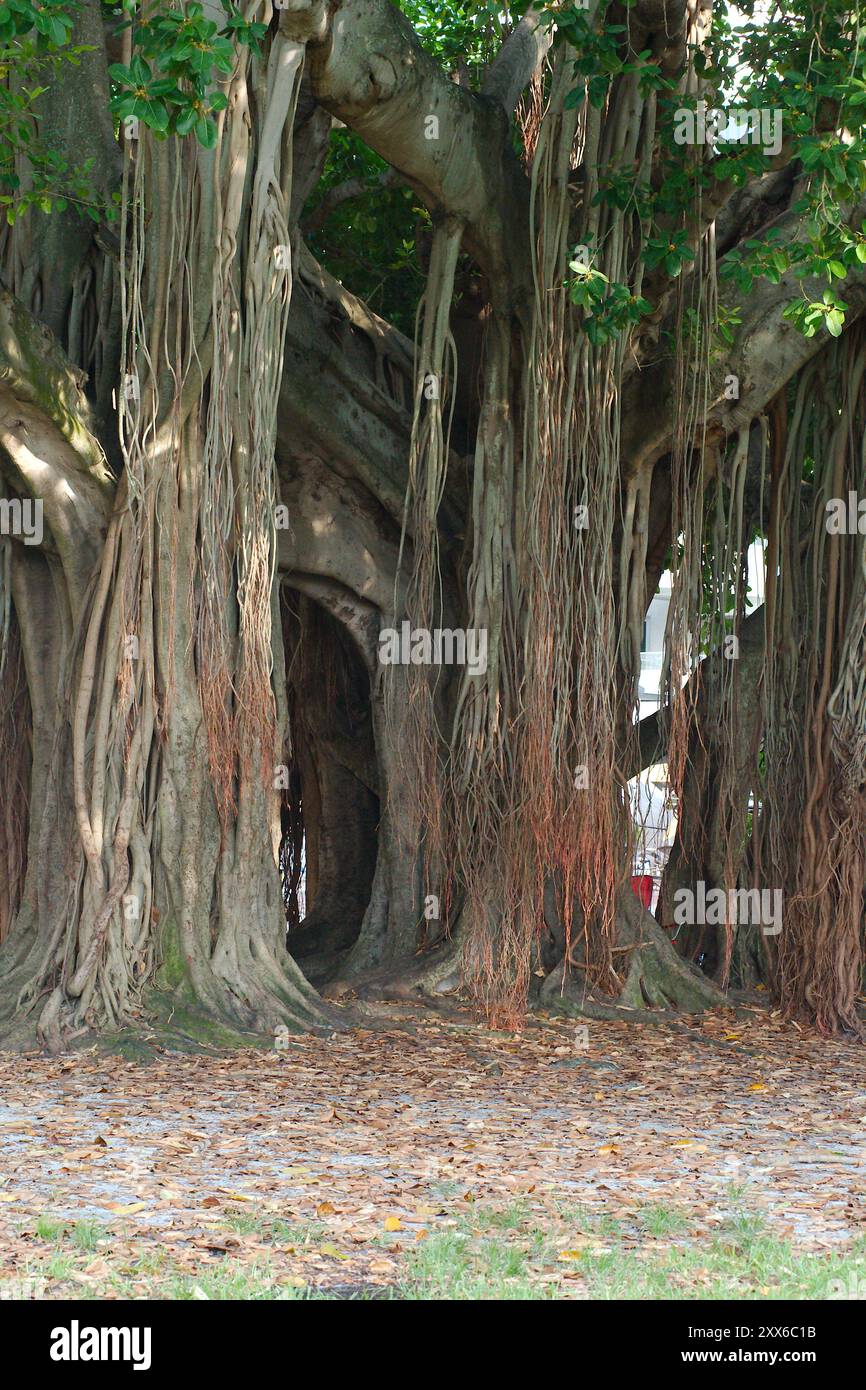 Vertical view Large banyan tree early morning sunshine and shade in ...