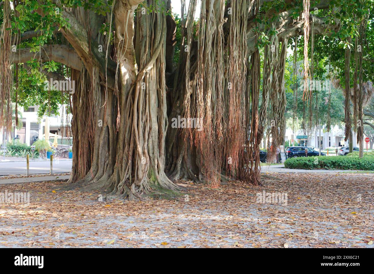 Wide spreading tree roots hi-res stock photography and images - Alamy