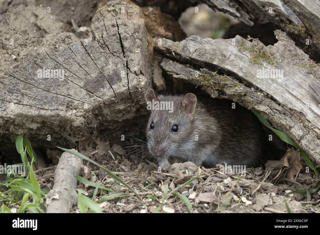 Brown rat (Rattus norvegicus) under dead wood, Austria, Upper Austria ...
