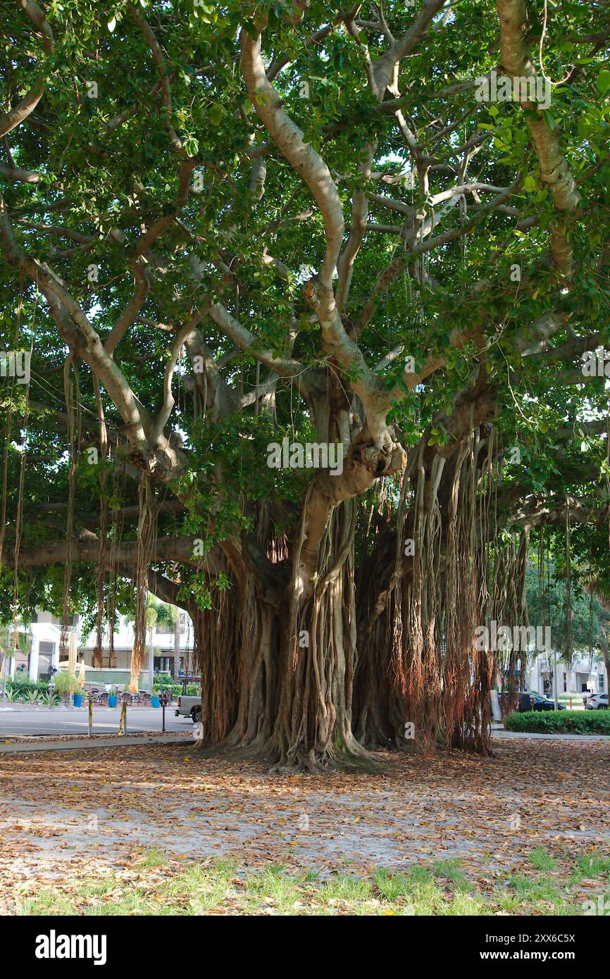 Banyan tree texture hi-res stock photography and images - Alamy