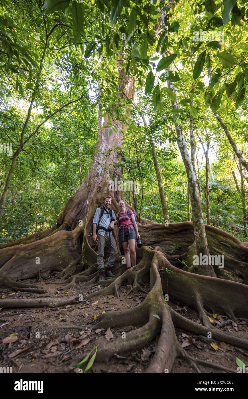 Young couple, tourists between the roots of a strangler fig (Ficus ...