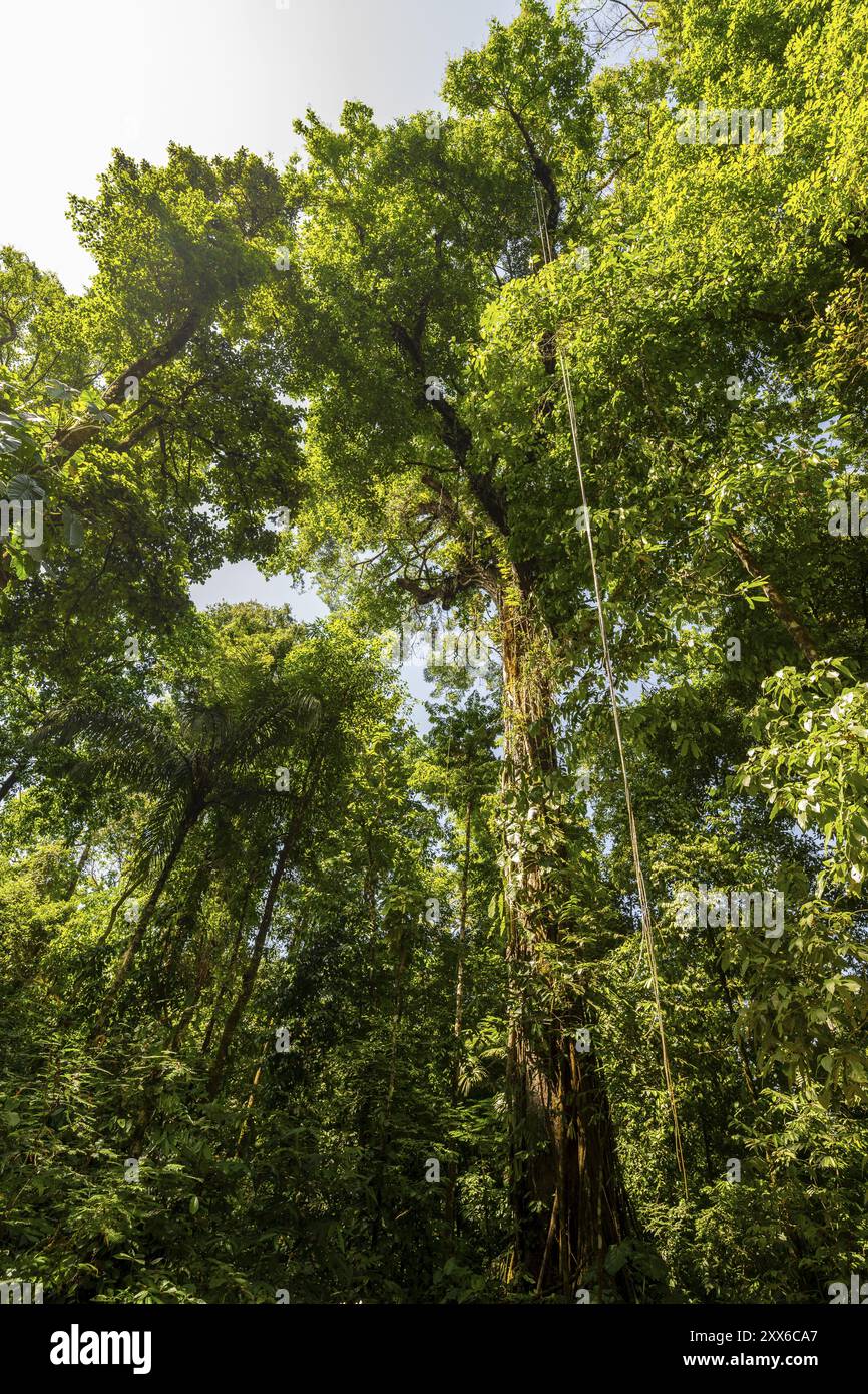 Tall trees in dense vegetation in the tropical rainforest, Corcovado ...
