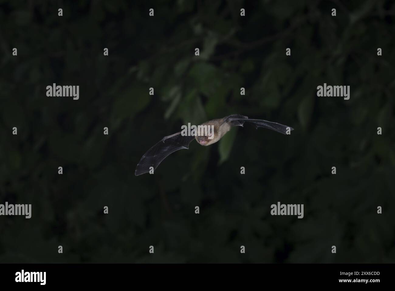 Common pipistrelle (Pipistrellus pipistrellus) hunting insects in front ...