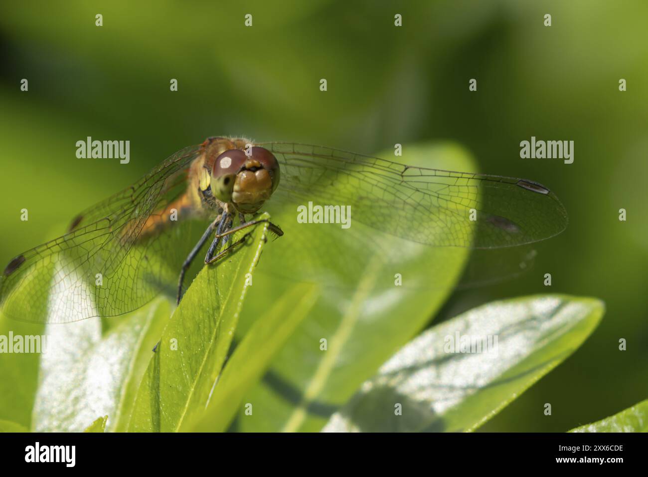Common darter dragonfly (Sympetrum striolatum) adult female insect ...