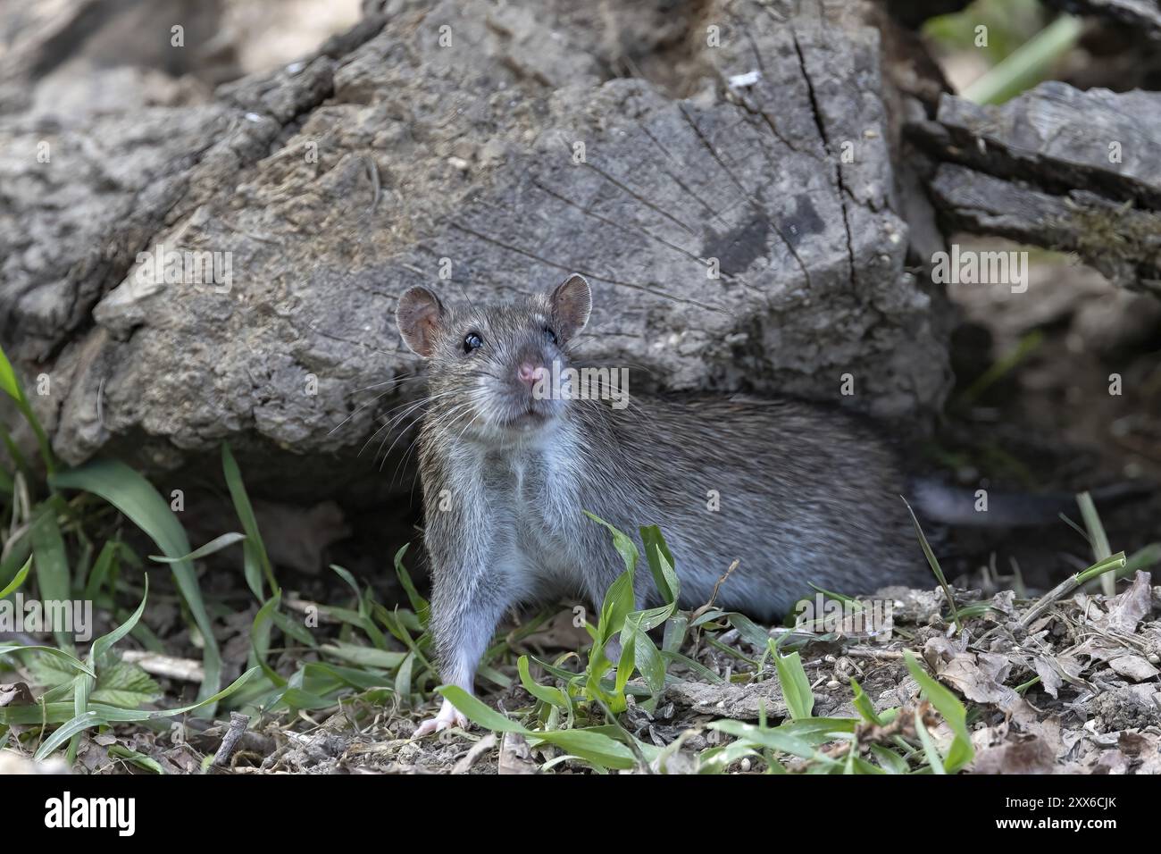 Brown rat (Rattus norvegicus) under dead wood, Austria, Upper Austria ...