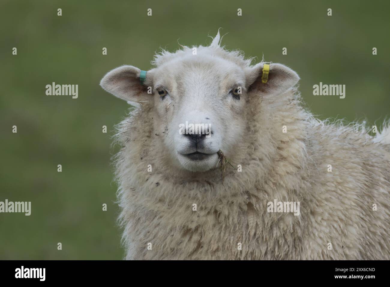 Domestic sheep (Ovis aries) adult ewe farm animal standing in a grass ...