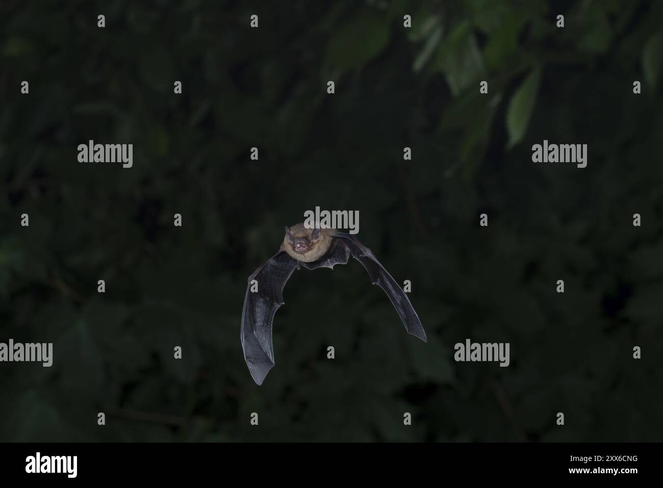 Middle east insects hi-res stock photography and images - Alamy