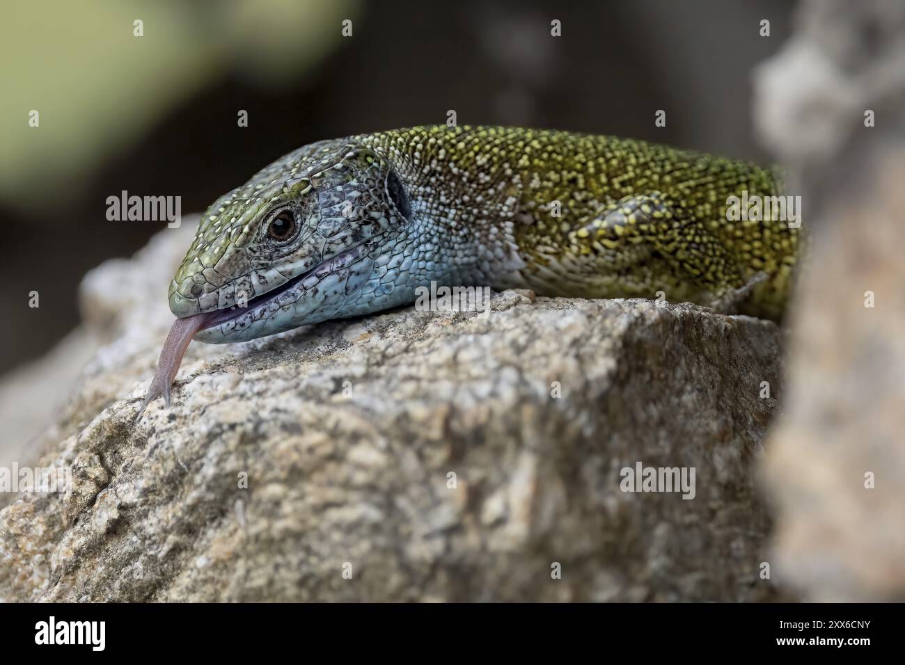 Close-up of a lizard with blue-green skin sticking out a tongue Stock ...