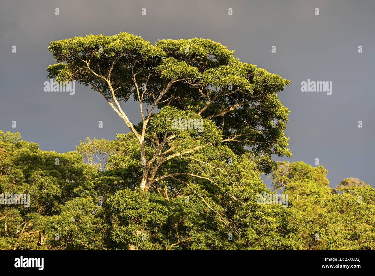 Treetops in the evening light against a dark sky, dense vegetation in ...
