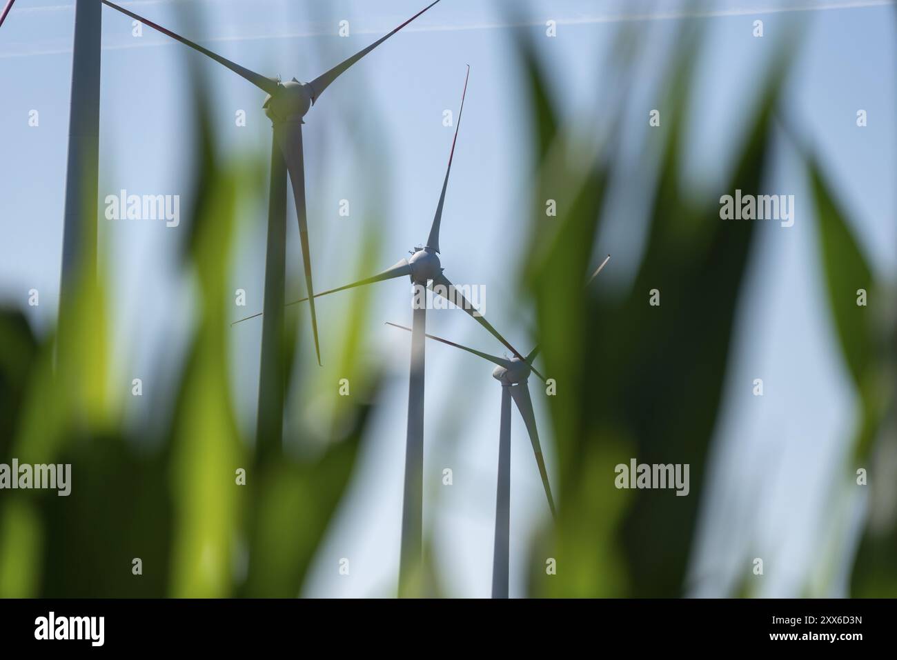 Wind turbines in cornfield hi-res stock photography and images - Alamy