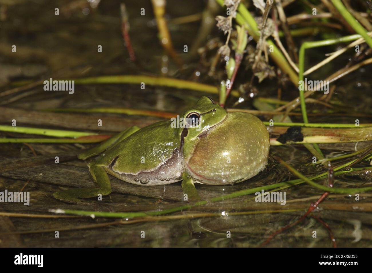 European tree frog, Hyla arborea, European tree frog Stock Photo - Alamy
