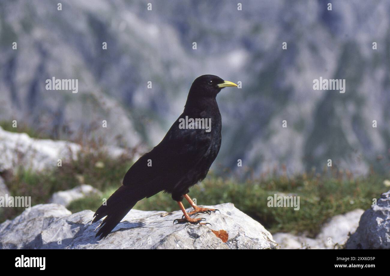 Alpine chough, Pyrrhocorax graculus, Alpine chough Stock Photo - Alamy