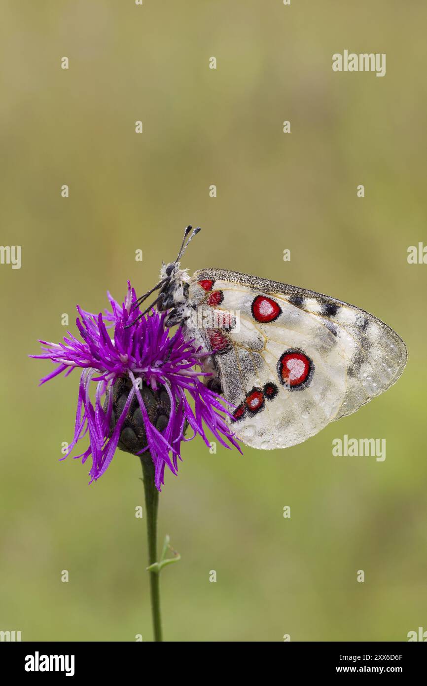 Apollo butterfly, Parnassius apollo, mountain Apollo Stock Photo - Alamy