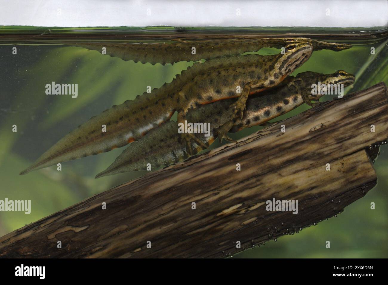 Pond newt, male, Lissotriton vulgaris, Syn.: Triturus vulgaris, smooth ...