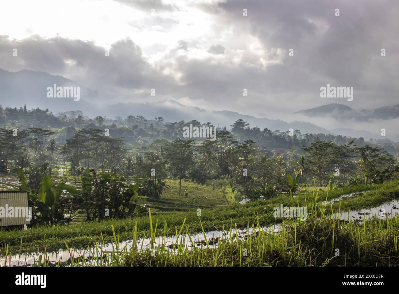 The green side of Bali, green rice terraces in the original Bali. Rice ...