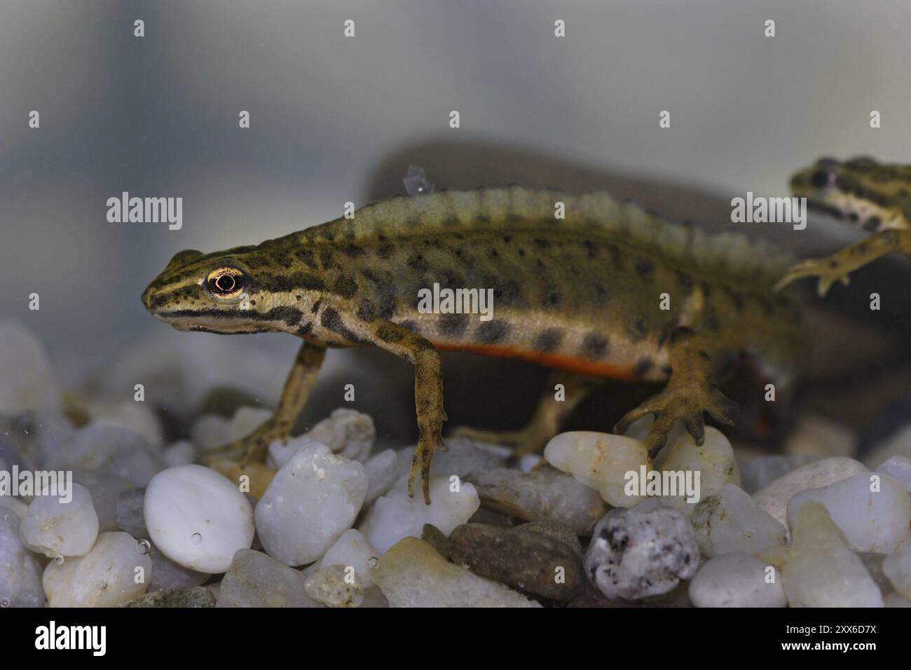 Pond newt, male, Lissotriton vulgaris, Syn.: Triturus vulgaris, smooth ...