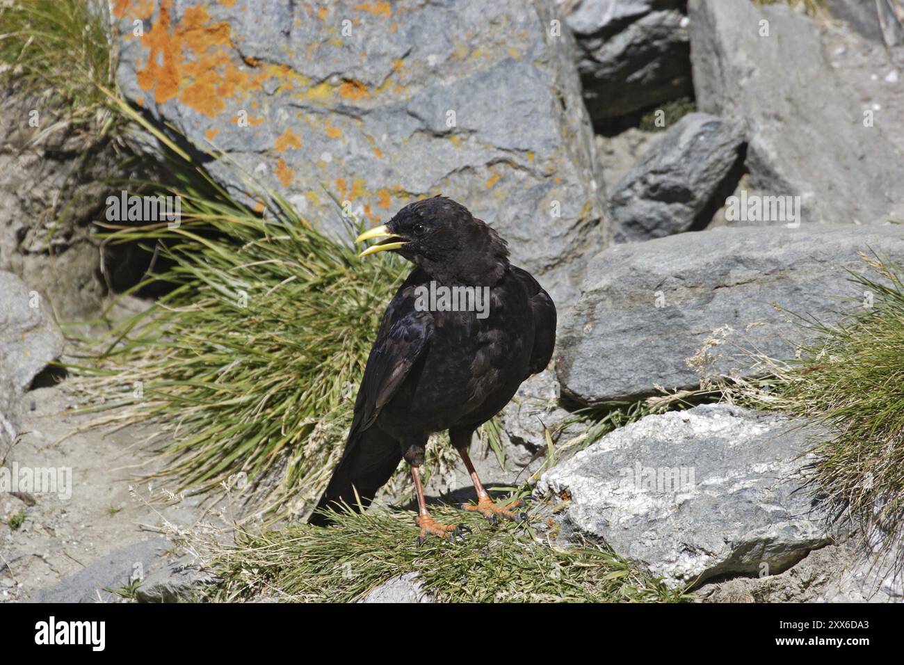 Alpine chough, Pyrrhocorax graculus, Alpine chough Stock Photo - Alamy