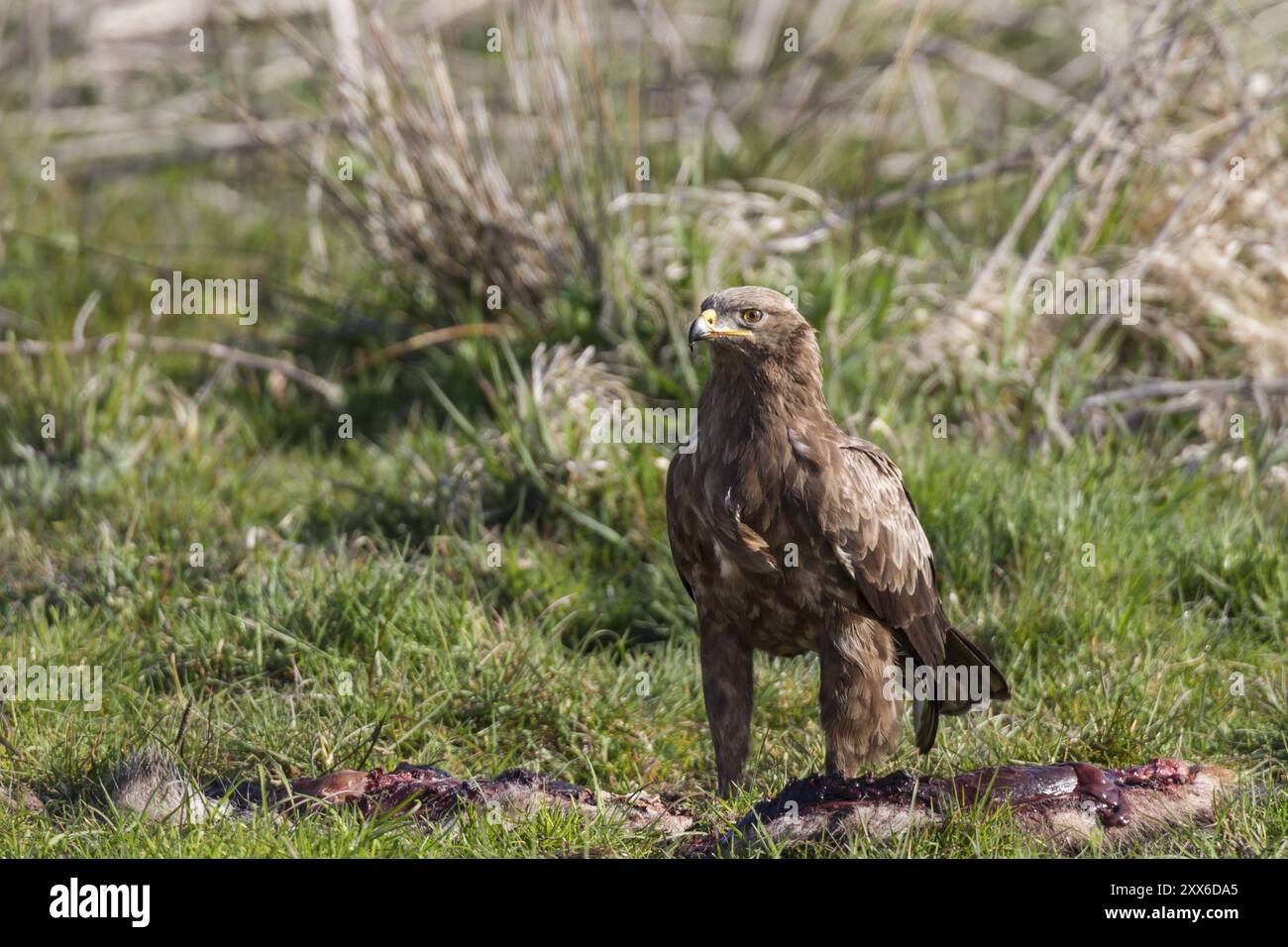 Lesser spotted eagle, Aquila pomarina, lesser spotted eagle Stock Photo ...