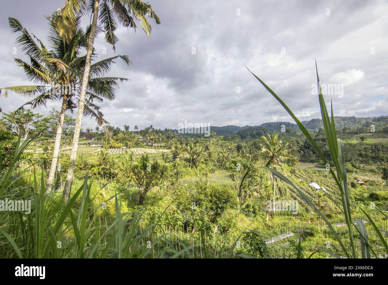 The green side of Bali, green rice terraces in the original Bali. Rice ...