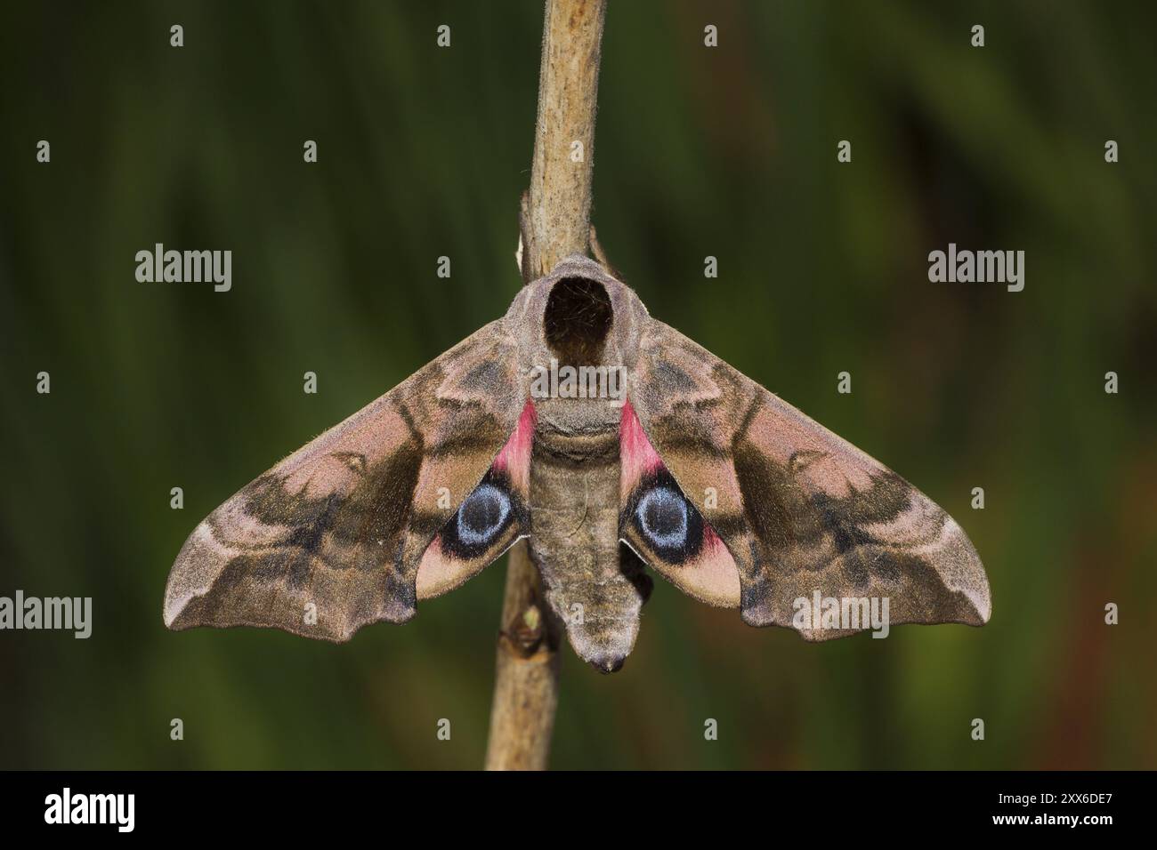 Evening peacock-eye, Smerinthus ocellata, eyed hawk-moth Stock Photo ...