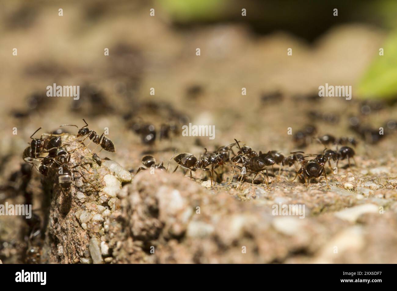 Formicidae hi-res stock photography and images - Alamy