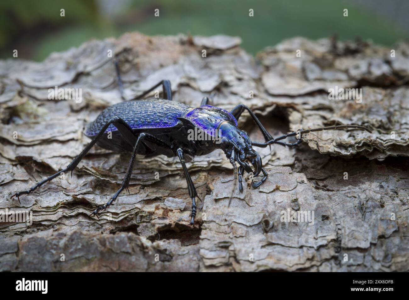 Blue-violet wood ground beetle, Carabus problematicus, beetle Stock ...
