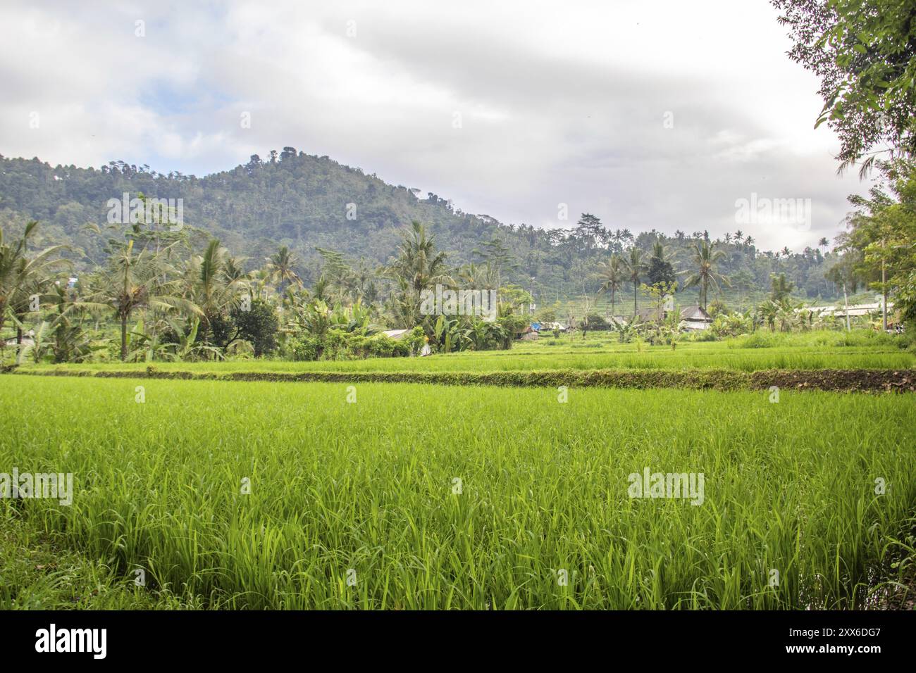 The green side of Bali, green rice terraces in the original Bali. Rice ...