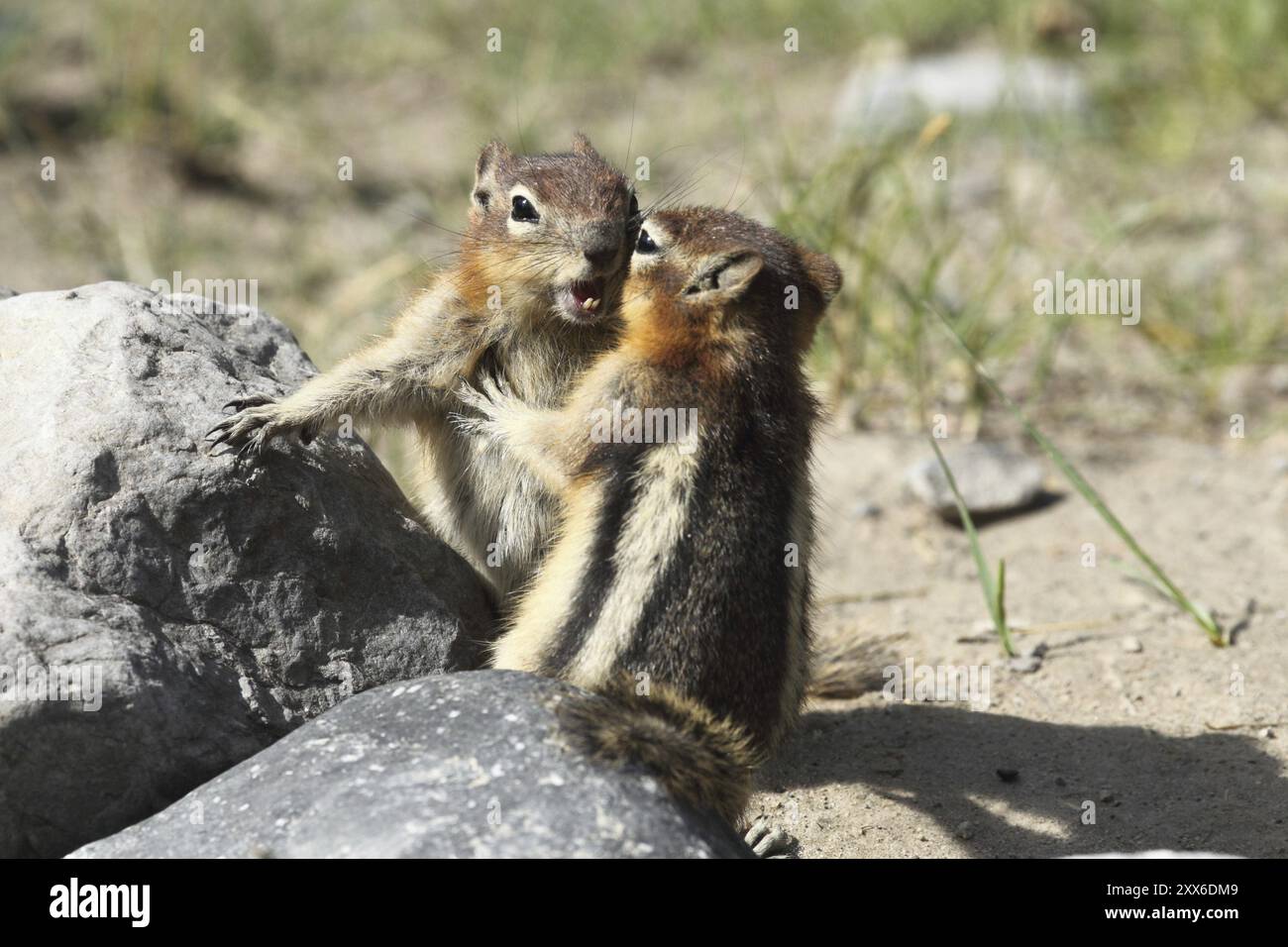 Golden gopher hi-res stock photography and images - Alamy