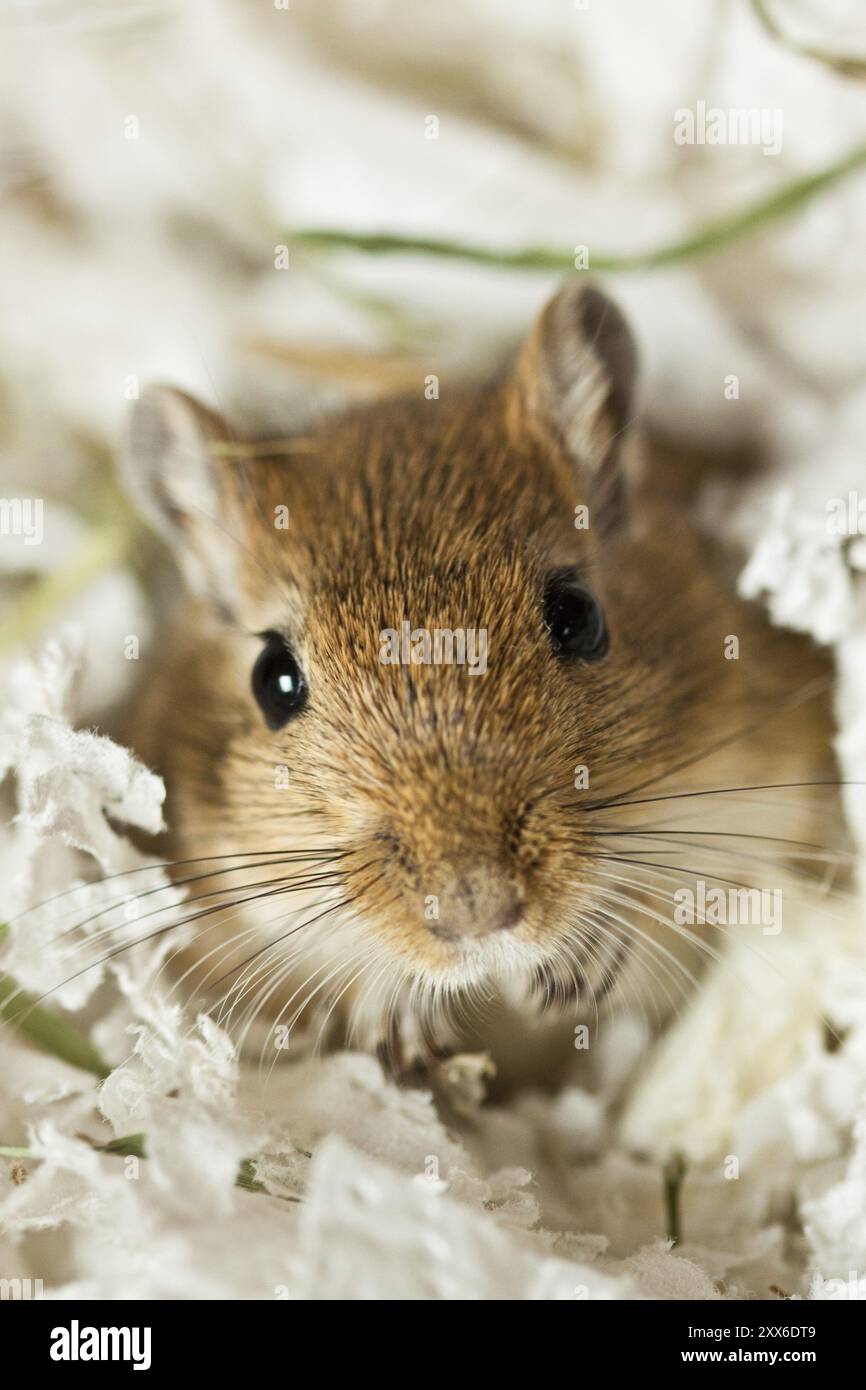 Meriones rodent hi-res stock photography and images - Alamy