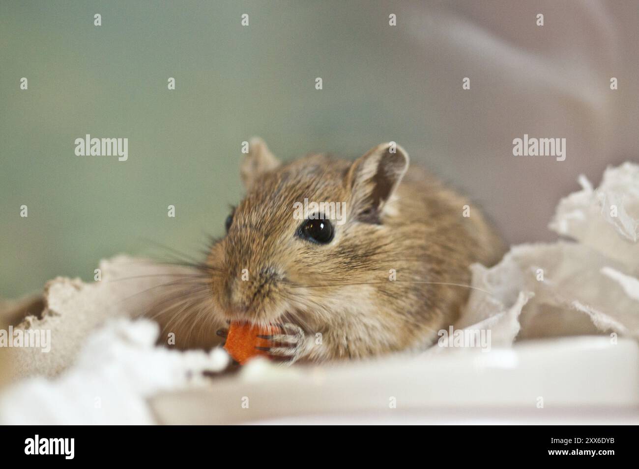 Gerbil desert hi-res stock photography and images - Alamy