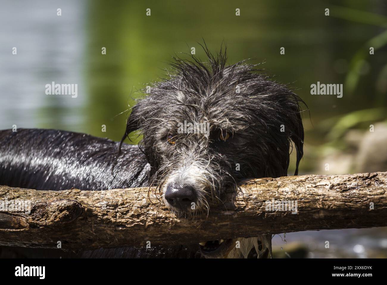 Mongrel dog retrieving a very large stick Stock Photo - Alamy