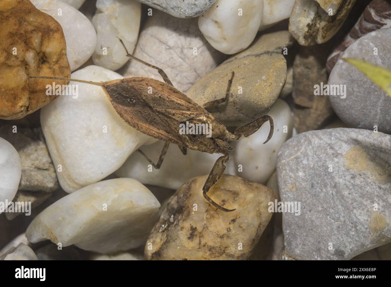 Water bug, Nepomorpha Stock Photo - Alamy