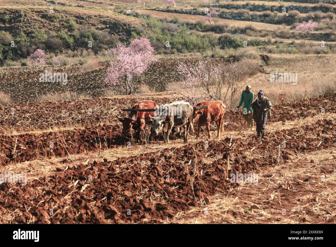 Yoke oxen to the plough hi-res stock photography and images - Alamy